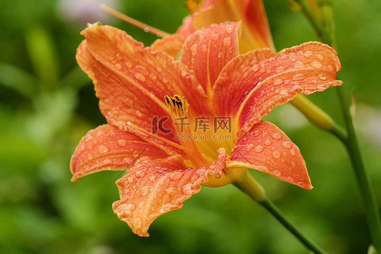 晨露中美丽的橙色百合高清摄影大图 千库网