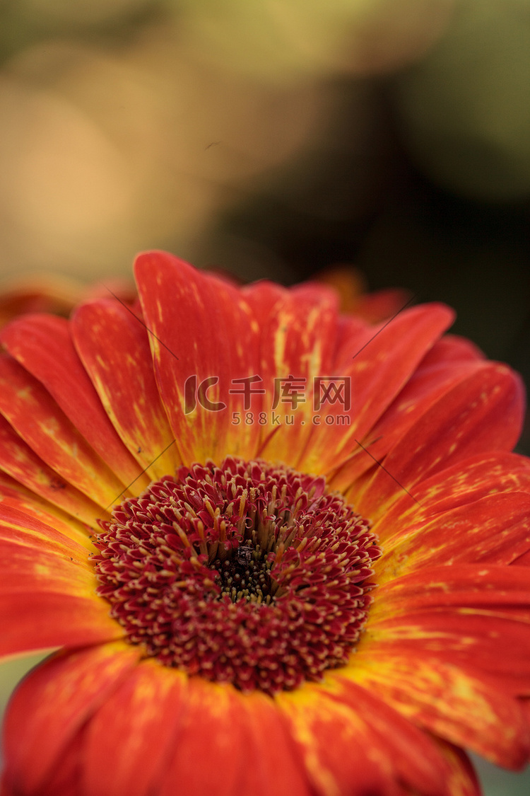 橙色和黄色非洲菊雏菊高清摄影大图 千库网