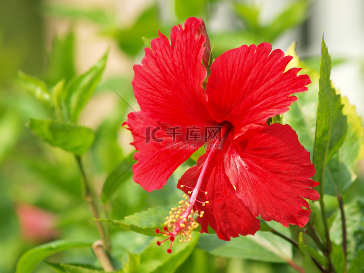 鲜红的芙蓉花正在盛开高清摄影大图 千库网