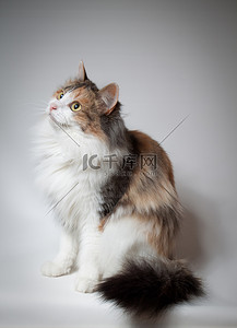 只毛绒绒的猫高清摄影大图 千库网