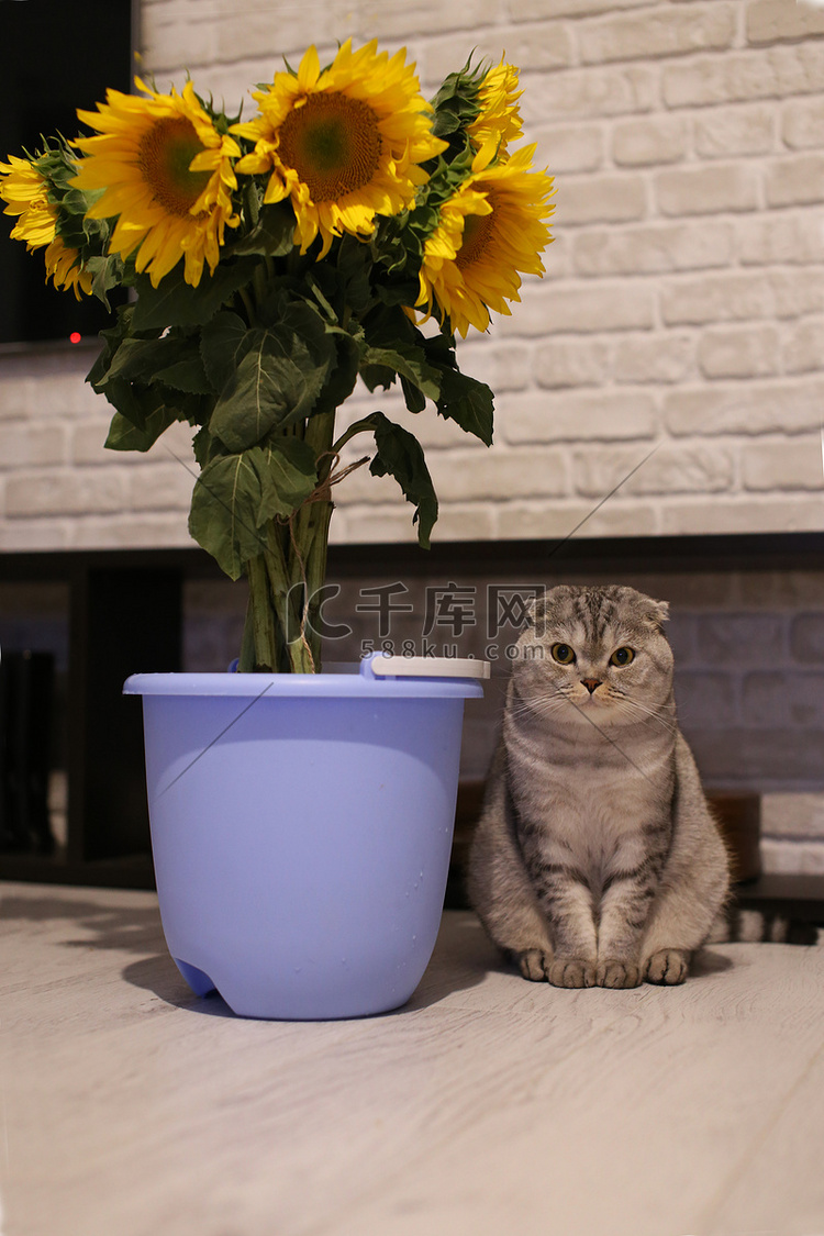 可爱的苏格兰折猫坐在旁边一桶向日葵高清摄影大图 千库网
