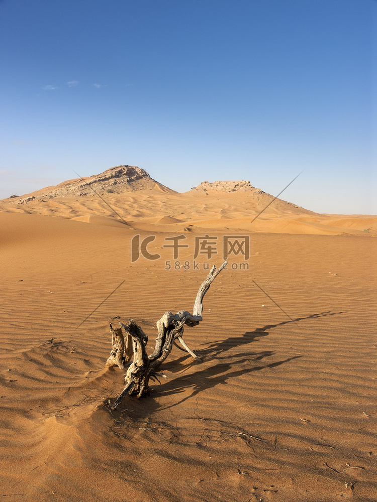 沙漠中的枯树高清摄影大图 千库网