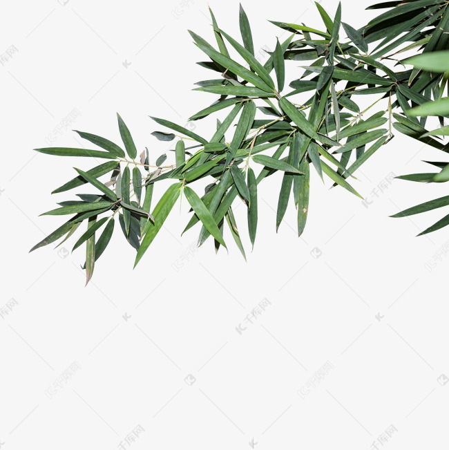 竹子竹叶素材图片免费下载 千库网