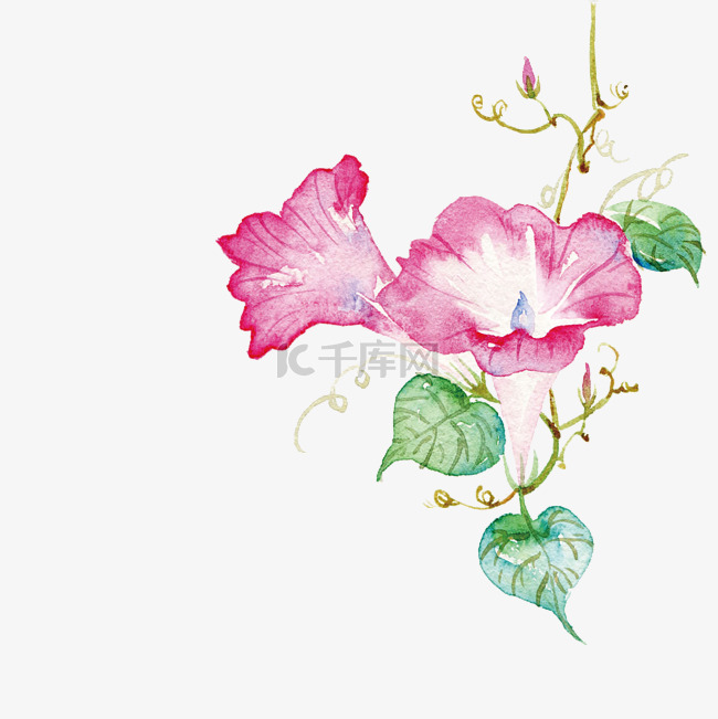 中国古风手绘水彩植物牵牛花插画素材图片免费下载 千库网