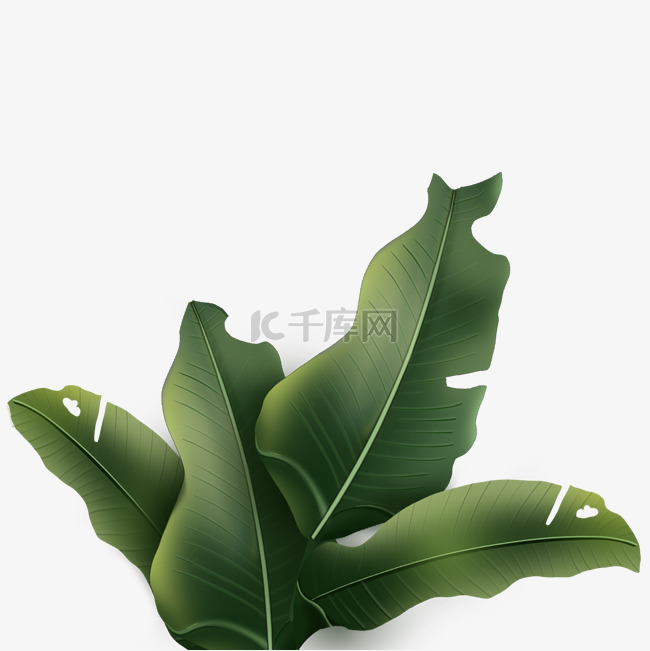 热带芭蕉叶手绘插画下载素材图片免费下载 千库网
