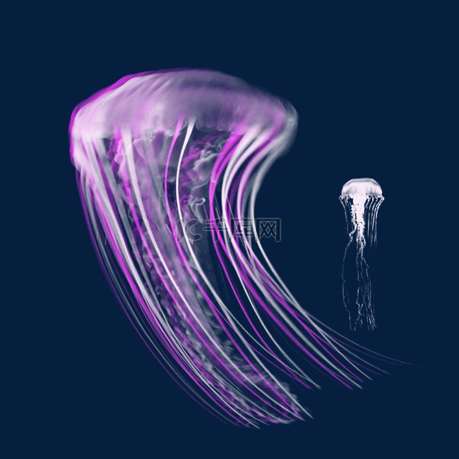 紫色海洋透明生物水母元素素材图片免费下载 千库网