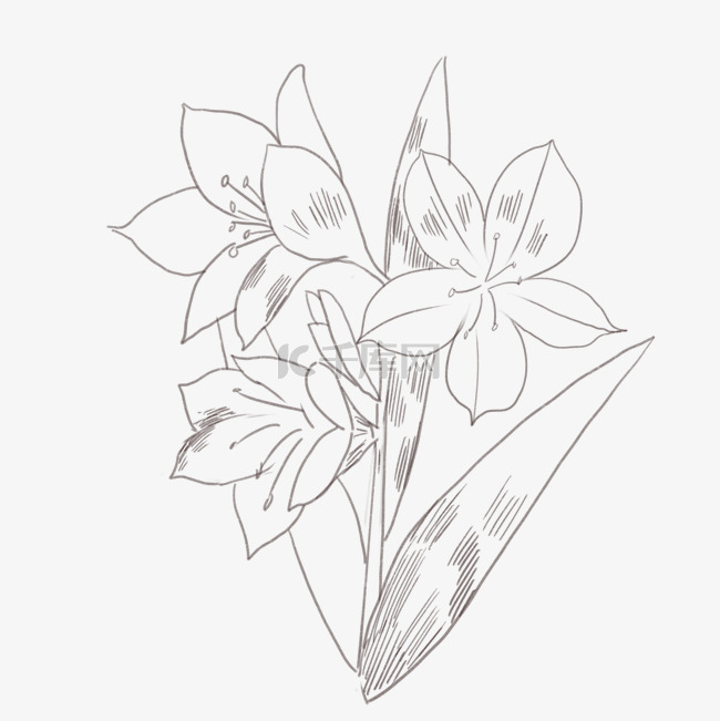 朱顶红线描手绘插画素材图片免费下载 千库网