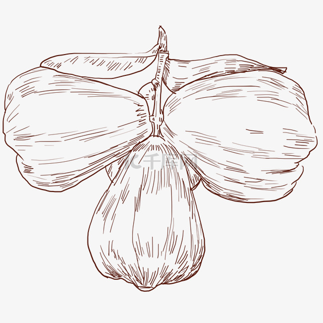线描莲雾水果素材图片免费下载 千库网