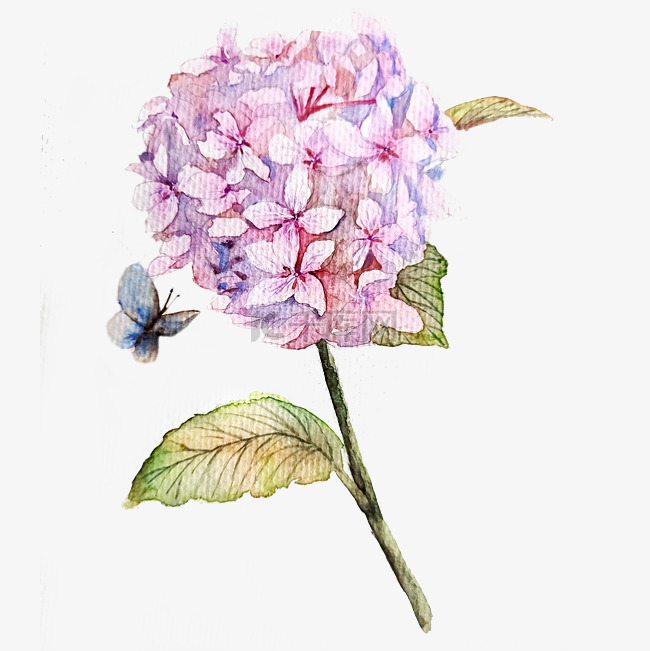 紫红绣球花紫阳花蝴蝶装饰花团PNG唯美素材图片免费下载 千库网