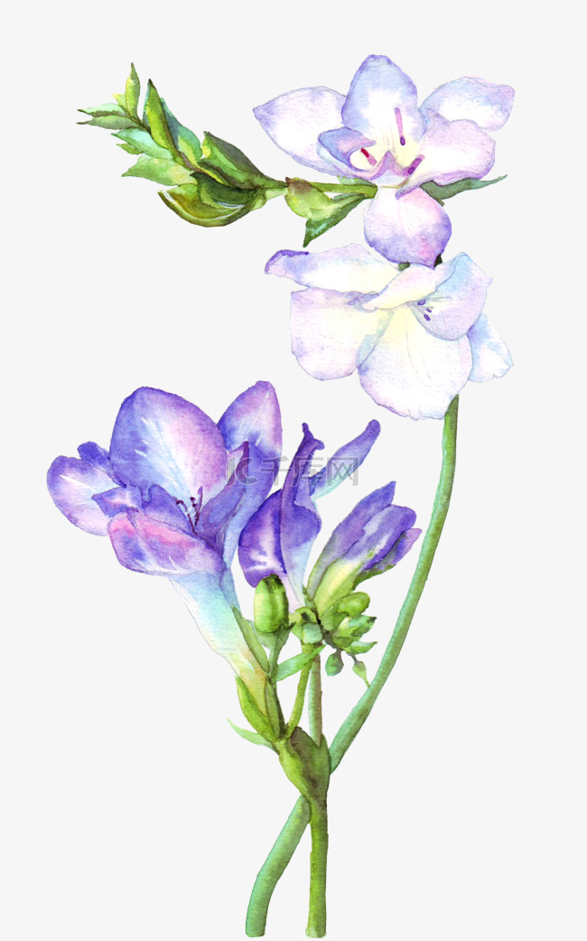 手绘紫色的兰花水彩花卉素材图片免费下载 千库网