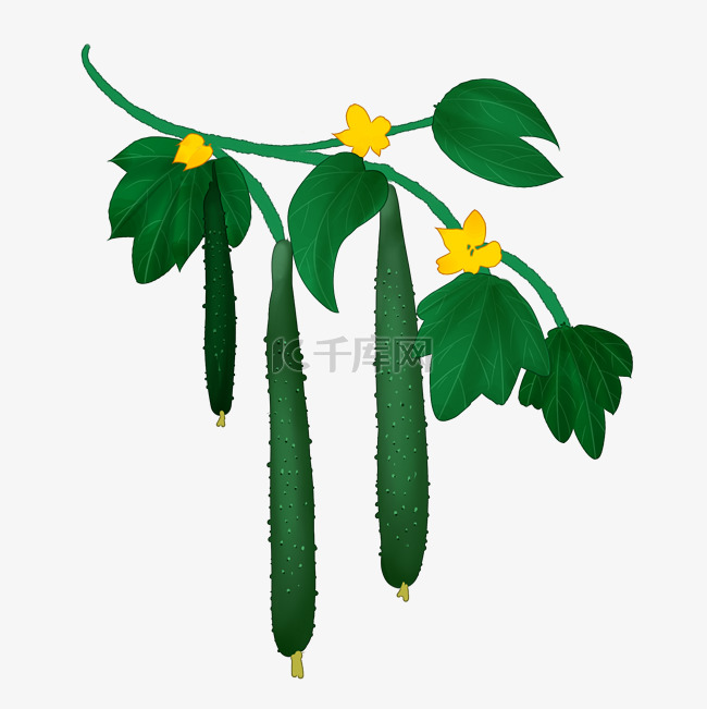 手绘三根黄瓜插图素材图片免费下载 千库网