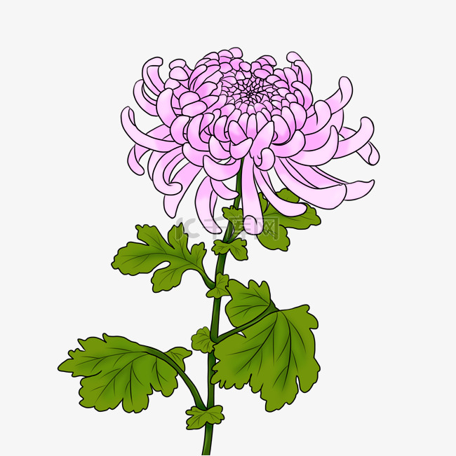 粉色菊花手绘PNG素材图片免费下载 千库网