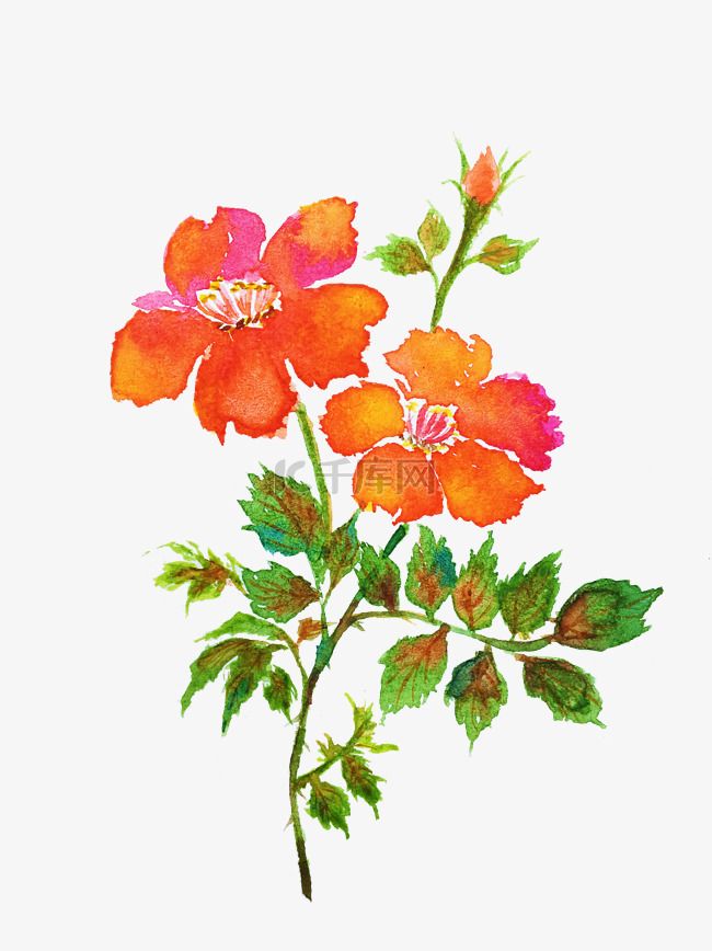 手绘红色月季花插画素材图片免费下载 千库网