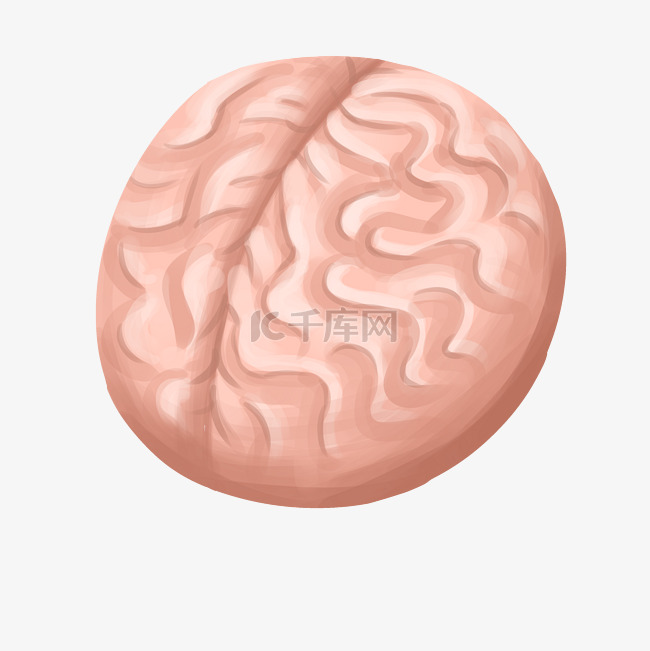 肝心脾肺肾人体器官素材图片免费下载 千库网