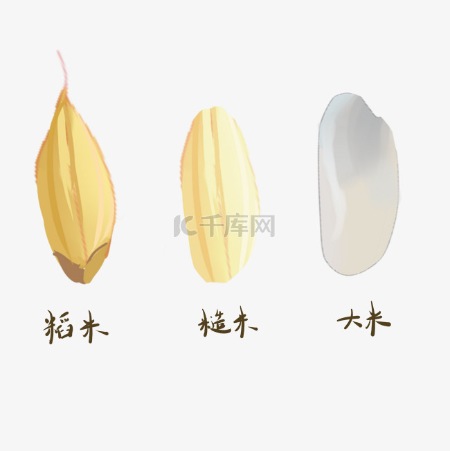 稻米糙米大米的手绘区别插画素材图片免费下载 千库网