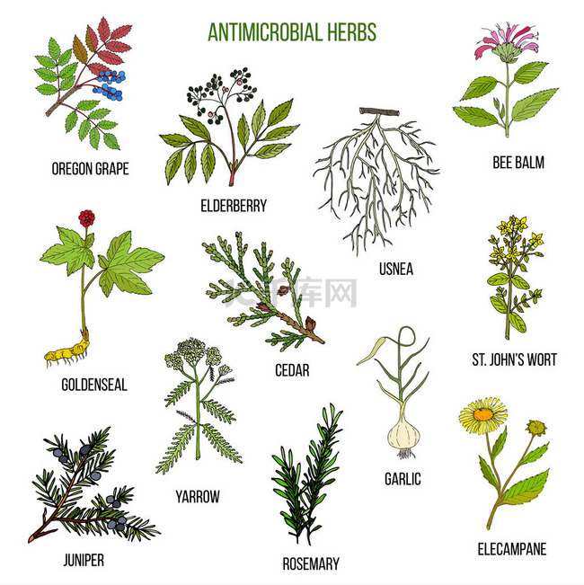 抗菌药手拉的套的药用植物素材图片免费下载 千库网