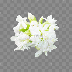 小兰图片 小兰图片素材免费下载 千库网