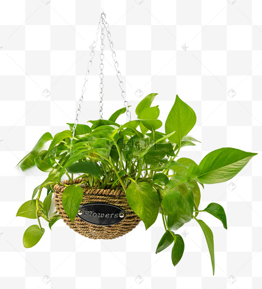 盆景绿植绿萝图片 盆景绿植绿萝图片素材免费下载 千库网