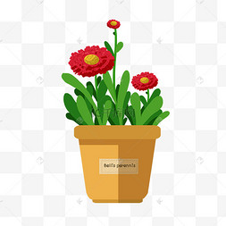 雏菊花盆图片 雏菊花盆图片素材免费下载 千库网