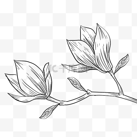 手绘线描玉兰花图片 手绘线描玉兰花图片素材免费下载 千库网