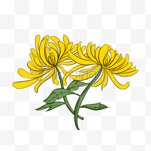菊花茶插画图片 菊花茶插画图片素材免费下载 千库网