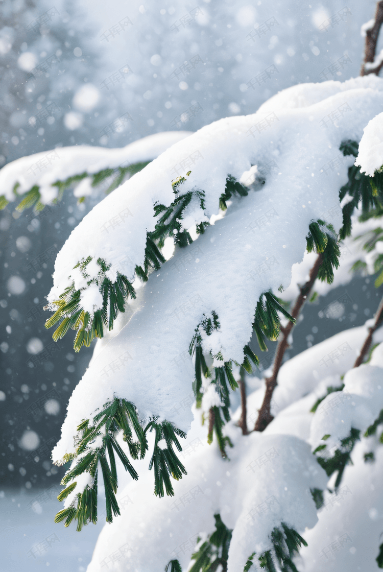 冬日积雪松树树枝摄影图片9高清摄影大图 千库网