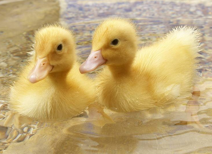 小鸭子尖叫音效声音音效素材-千库网