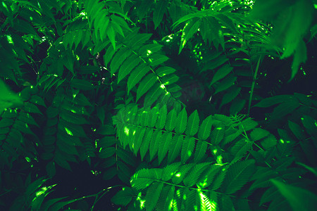 ins植物摄影图片-ins植物摄影作品-千库网