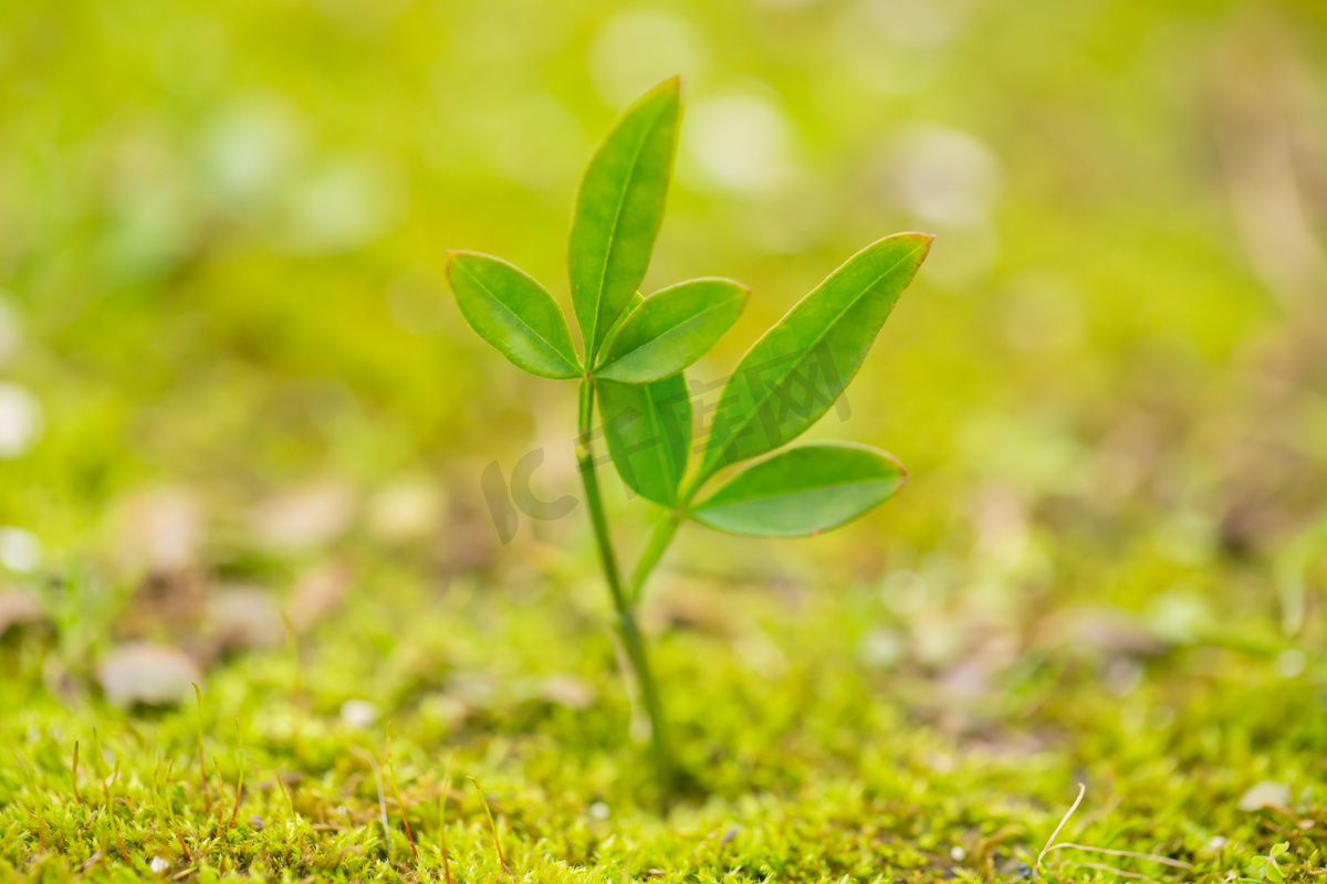 白茶嫩芽摄影图片-白茶嫩芽摄影作品-千库网