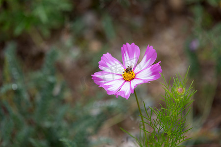 迎春花摄影图片-迎春花摄影作品-千库网