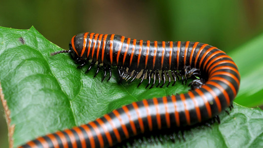 千脚虫摄影图片-千脚虫摄影作品-千库网