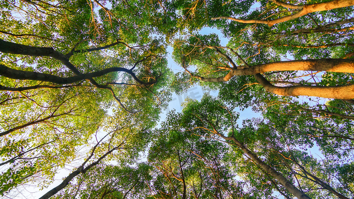 椰子树仰视摄影图片-椰子树仰视摄影作品-千库网