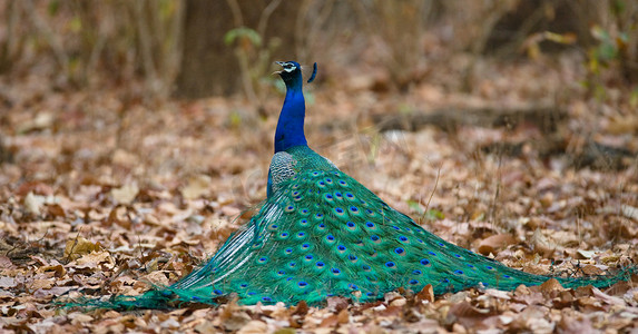 孔雀mao摄影图片-孔雀mao摄影作品-千库网