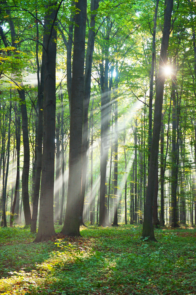 森林挂件摄影图片-森林挂件摄影作品-千库网