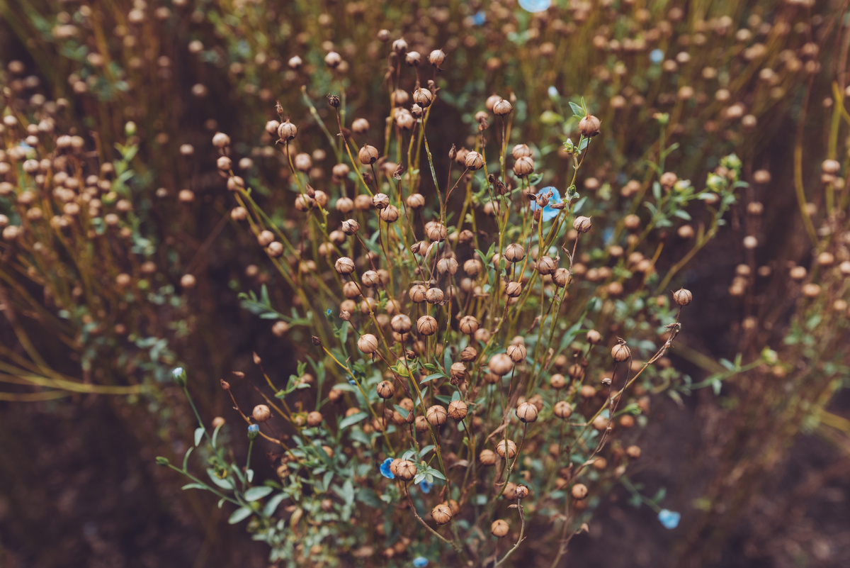 flax摄影图片-flax摄影作品-千库网