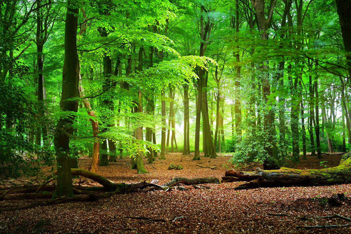 bosrand摄影图片-bosrand摄影作品-千库网