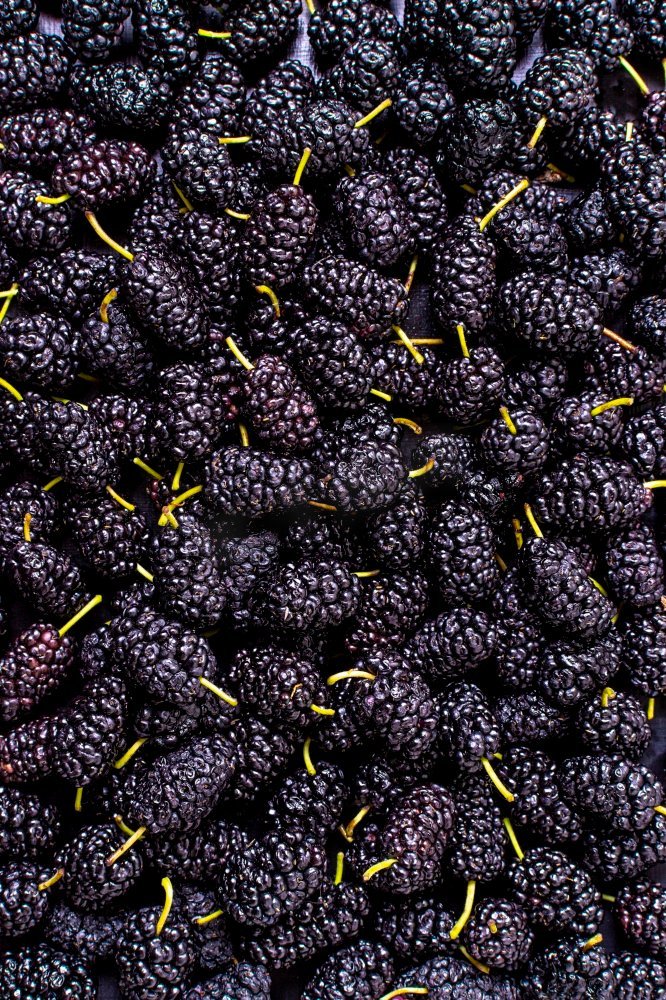 茯苓桑葚摄影图片-茯苓桑葚摄影作品-千库网