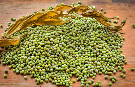 長青豆摄影图片-長青豆摄影作品-千库网