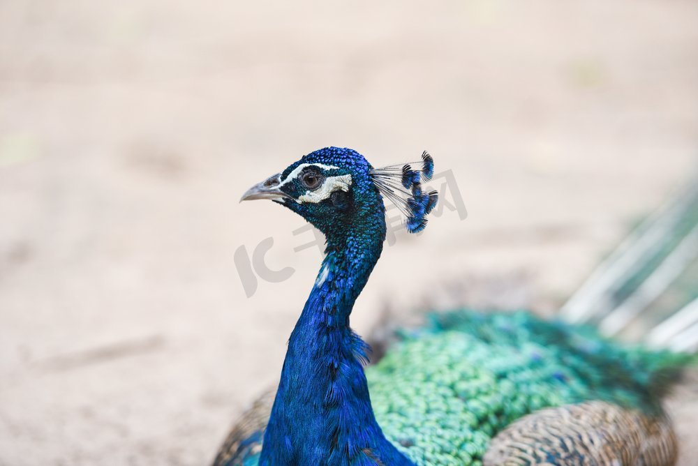 色孔雀摄影图片-色孔雀摄影作品-千库网