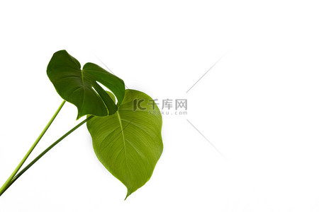 parents背景图片_parents背景素材图片_千库网