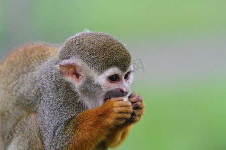 猴子尾巴摄影图片-猴子尾巴摄影作品-千库网
