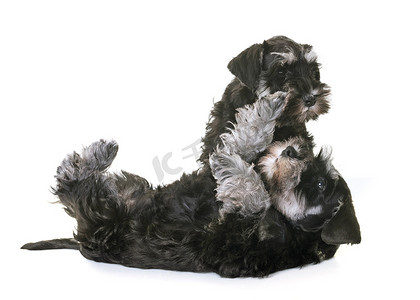 雪纳瑞摄影图片-雪纳瑞摄影作品-千库网