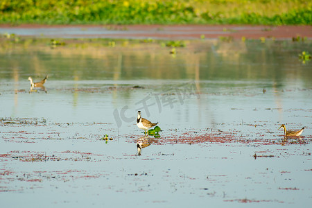 水葫芦摄影图片-水葫芦摄影作品-千库网