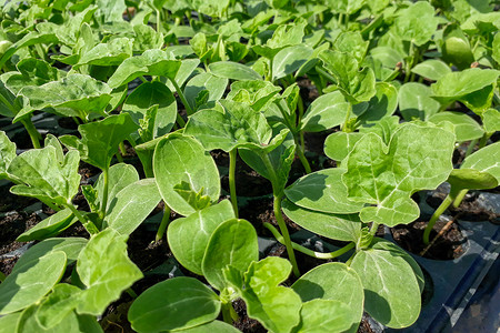 西瓜树摄影图片-西瓜树摄影作品-千库网