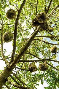 榴莲树摄影图片-榴莲树摄影作品-千库网