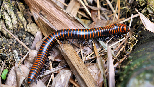 玉足美腿摄影图片-玉足美腿摄影作品-千库网