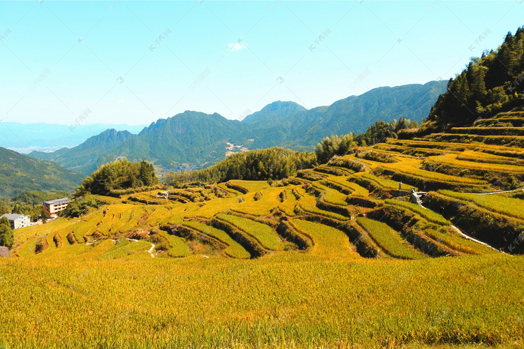 秋天稻田摄影图高清摄影大图-千库网
