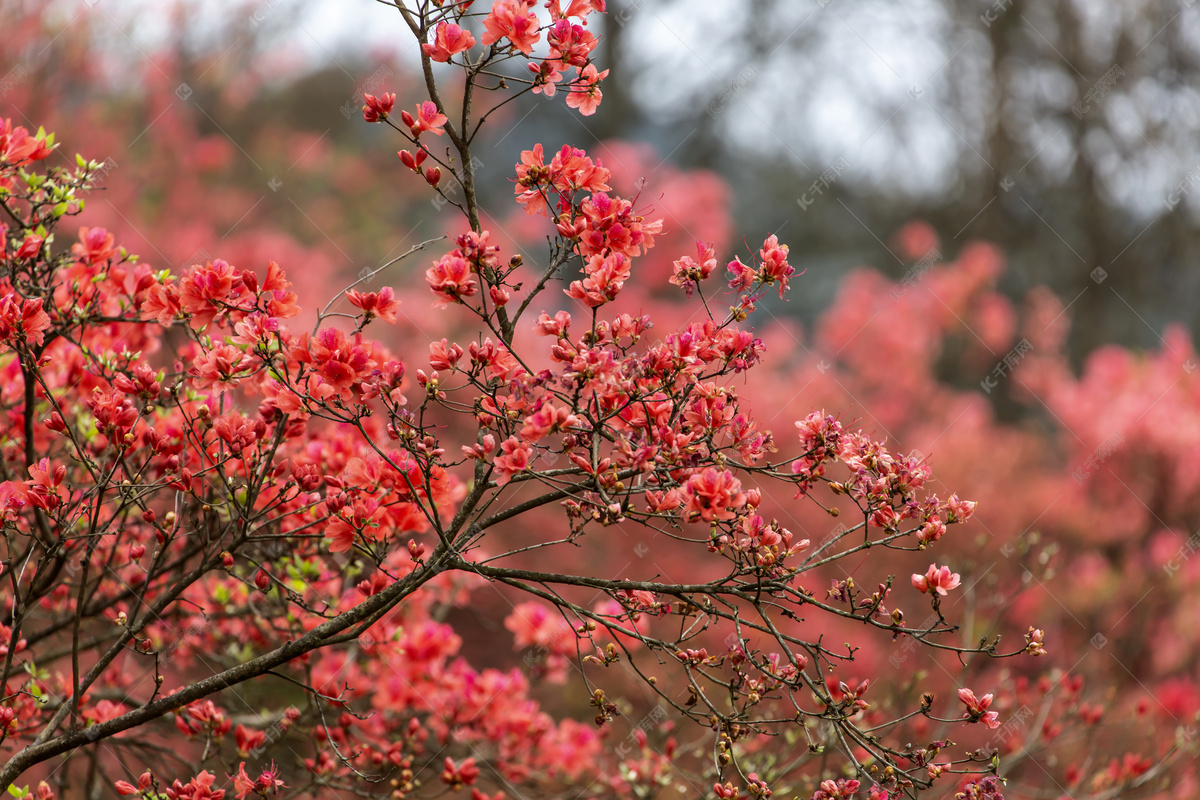 盛开映山红摄影图高清摄影大图-千库网