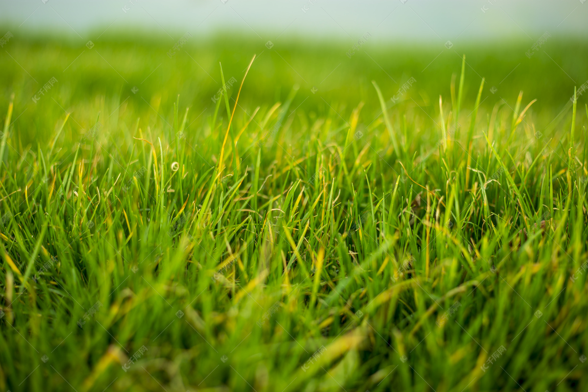 春天小草复苏自然风景摄影图高清摄影大图-千库网