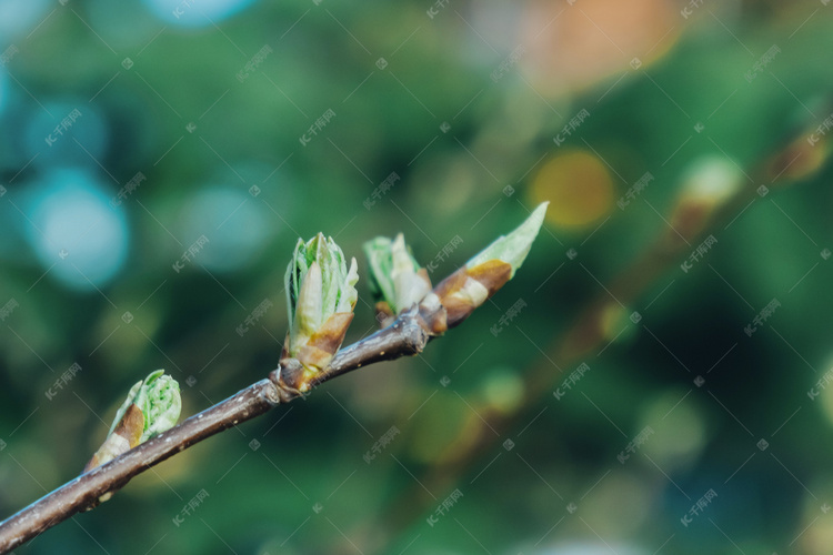 春季发芽摄影图高清摄影大图-千库网